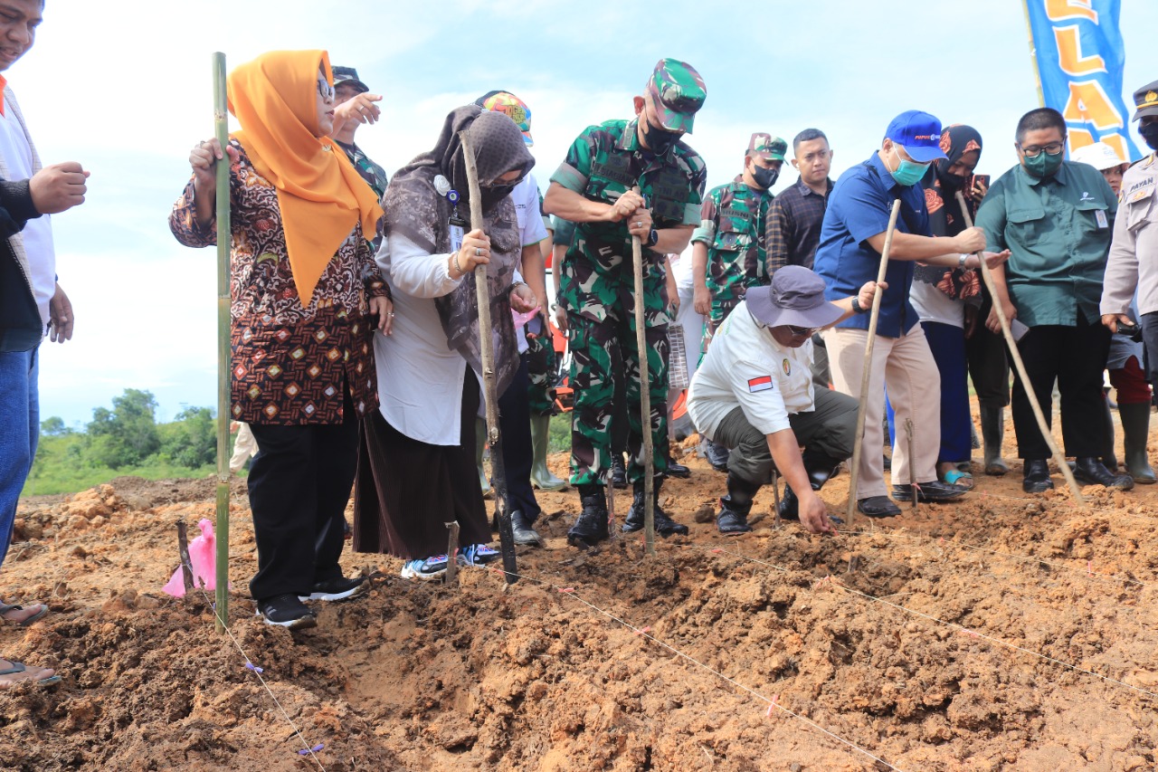 Perkuat Ketahanan Pangan, Kodam VI/Mlw Gelar Pelatihan Tanaman Sorgum ...