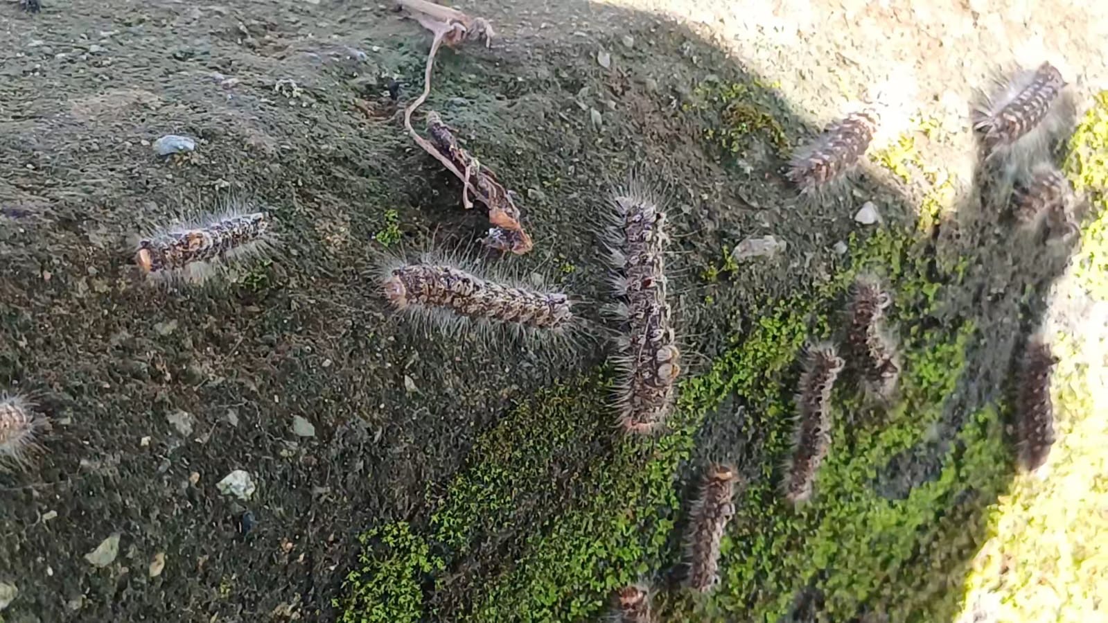 Ulat Bulu di Taman Bebaya Makin Banyak, Warga Semakin Terdampak Gatal ...