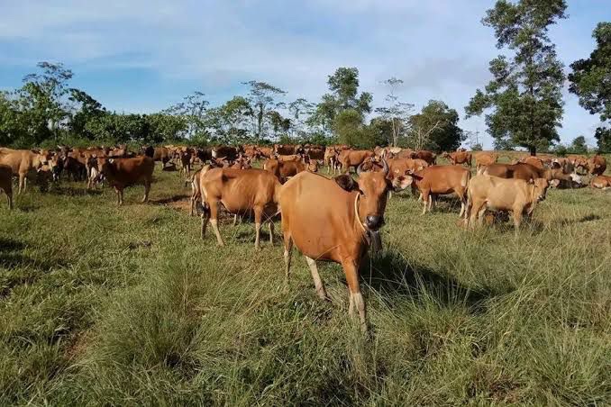 Distanak Kukar Terus Lakukan Pengembangan di Sektor Peternakan ...