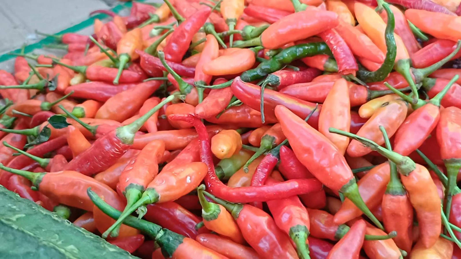 Harga Cabai Tiung Tembus Rp 100 ribu Perkilogram - BusamID - Media ...